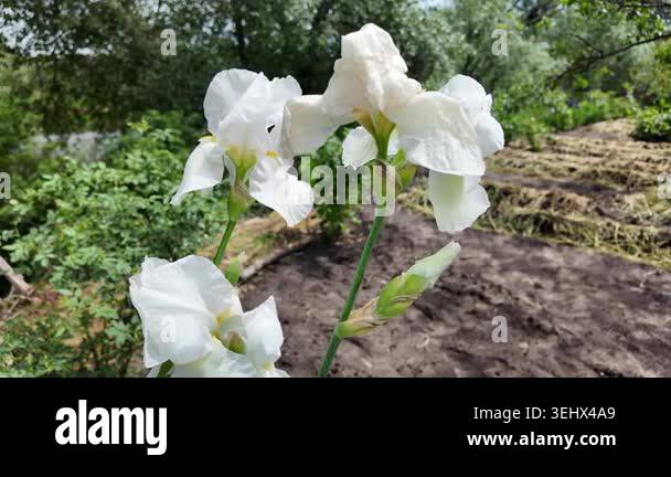 Slow motion close up of elegant white iris flowers swaying against a ...