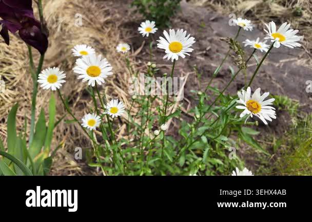 Slow motion close up of wild white daisy flowers swaying in the wind ...