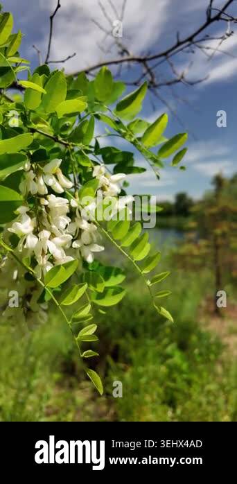 Slow motion close up of blooming white acacia flowers gently swaying in ...