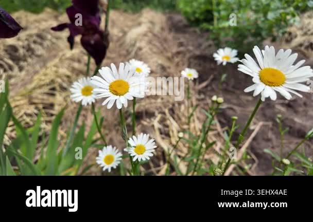 Slow motion close up of wild white daisy flowers swaying in the wind ...