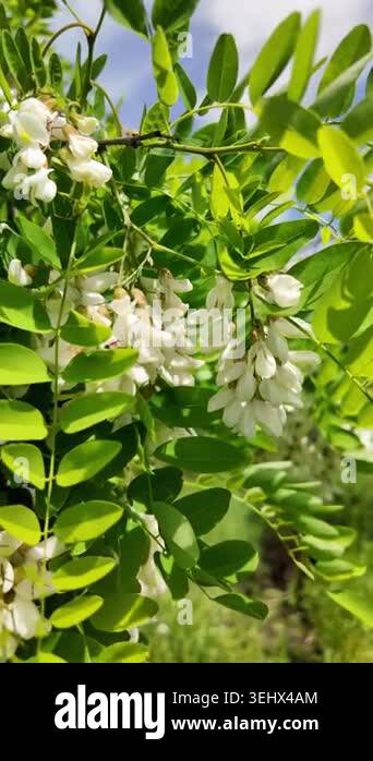 Slow motion close up of blooming white acacia flowers gently swaying in ...