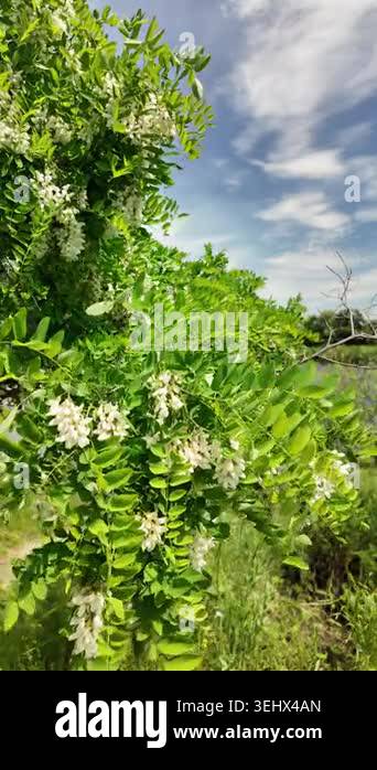 Slow motion close up of blooming white acacia flowers gently swaying in ...