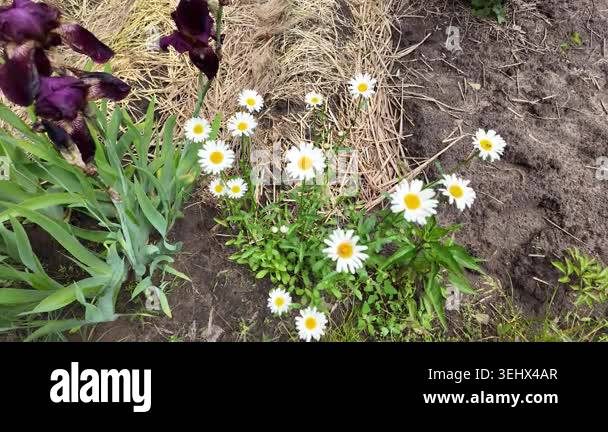 Slow motion close up of wild white daisy flowers swaying in the wind ...