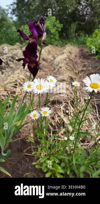 Slow motion close up of wild white daisy flowers swaying in the wind ...