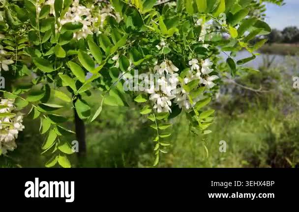 Slow motion close up of blooming white acacia flowers gently swaying in ...