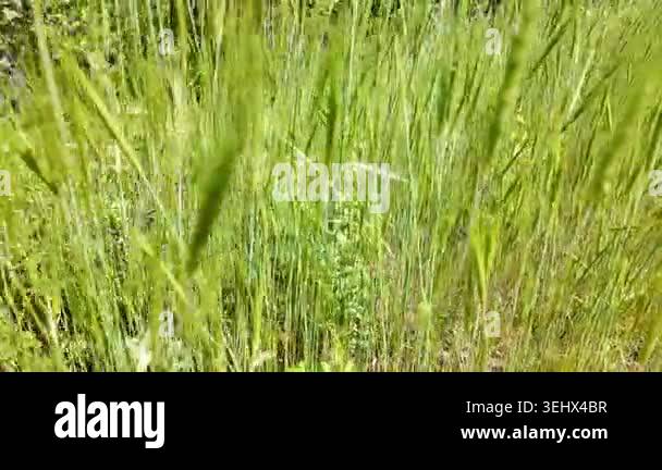 Slow motion of lush green tall grass swaying in the summer wind. High ...