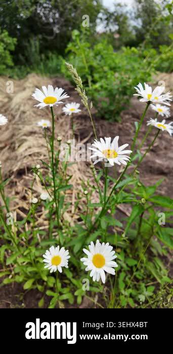 Slow motion close up of wild white daisy flowers swaying in the wind ...