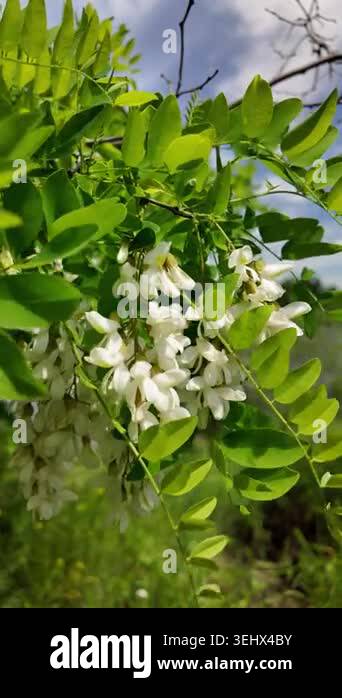 Slow motion close up of blooming white acacia flowers gently swaying in ...