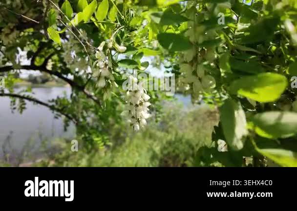 Slow motion close up of blooming white acacia flowers gently swaying in ...
