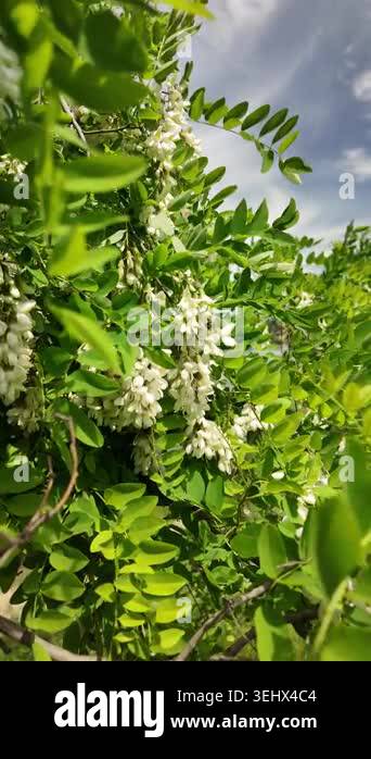 Slow motion close up of blooming white acacia flowers gently swaying in ...