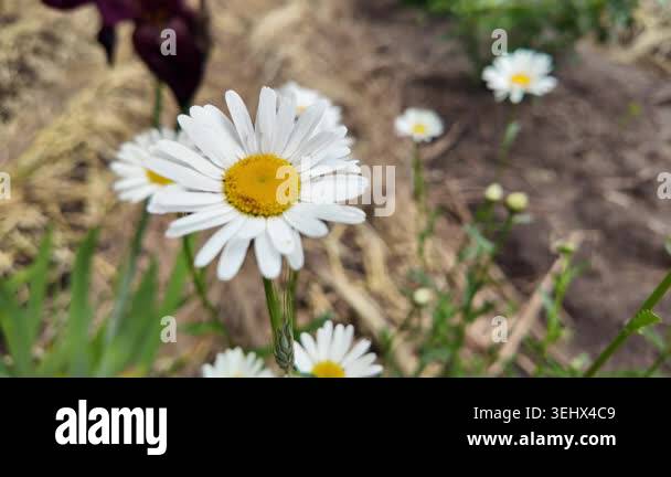 Slow motion close up of wild white daisy flowers swaying in the wind ...