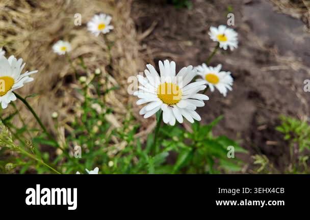 Slow motion close up of wild white daisy flowers swaying in the wind ...