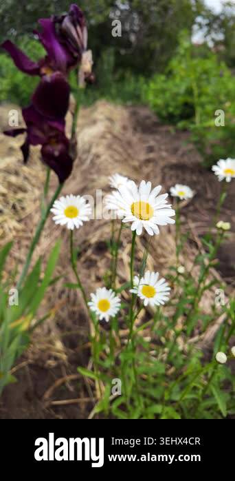 Slow motion close up of wild white daisy flowers swaying in the wind ...
