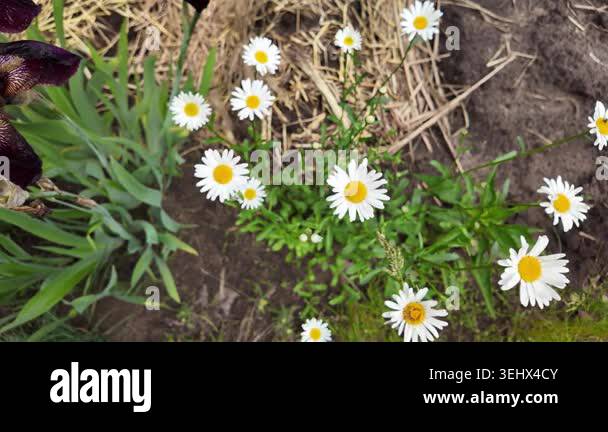 Slow motion close up of wild white daisy flowers swaying in the wind ...