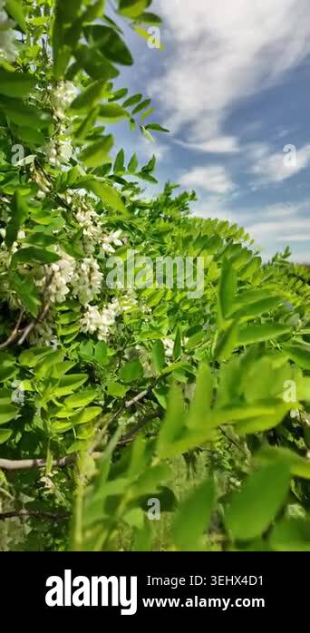 Slow motion close up of blooming white acacia flowers gently swaying in ...