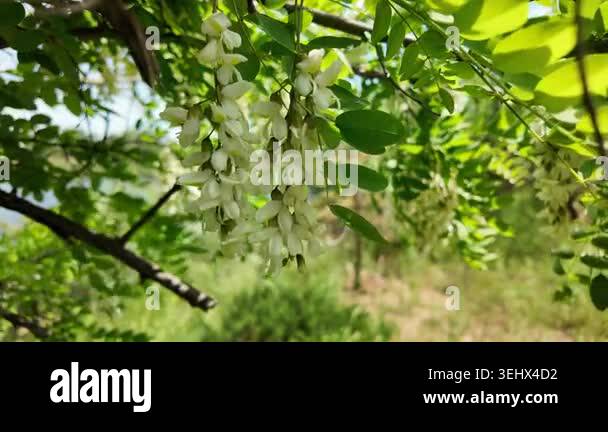 Slow motion close up of blooming white acacia flowers gently swaying in ...