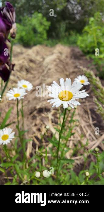 Slow motion close up of wild white daisy flowers swaying in the wind ...