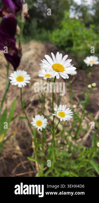 Slow motion close up of wild white daisy flowers swaying in the wind ...