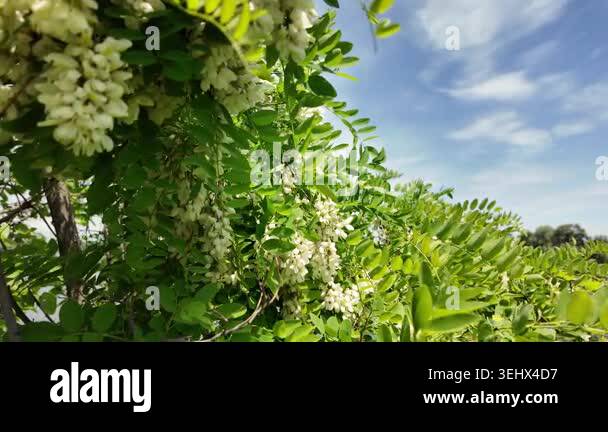 Slow motion close up of blooming white acacia flowers gently swaying in ...