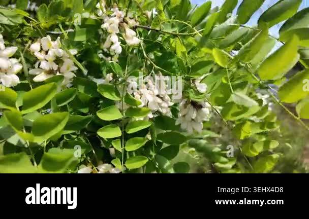 Slow motion close up of blooming white acacia flowers gently swaying in ...