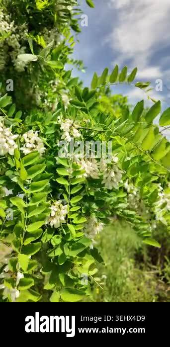 Slow motion close up of blooming white acacia flowers gently swaying in ...