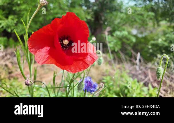 Slow motion close up of a vibrant red poppy flower gently swaying in ...