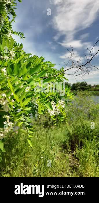 Slow motion close up of blooming white acacia flowers gently swaying in ...