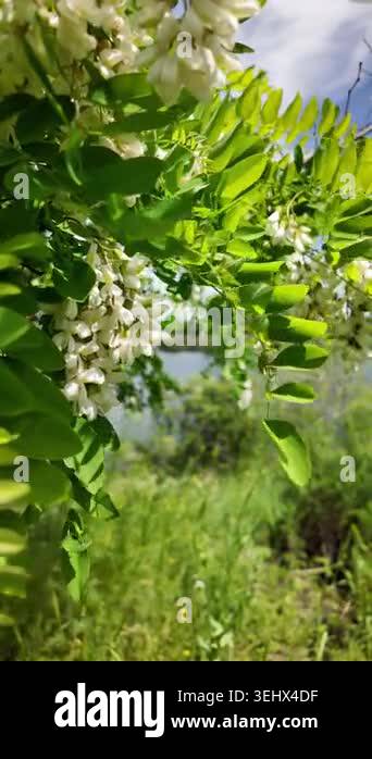 Slow motion close up of blooming white acacia flowers gently swaying in ...