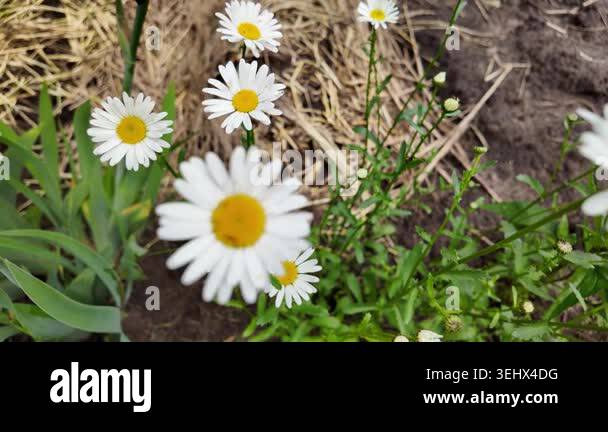 Slow motion close up of wild white daisy flowers swaying in the wind ...