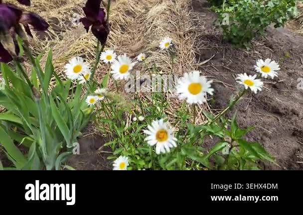 Slow motion close up of wild white daisy flowers swaying in the wind ...