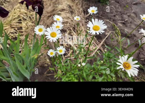 Slow motion close up of wild white daisy flowers swaying in the wind ...