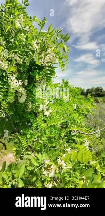 Slow motion close up of blooming white acacia flowers gently swaying in ...