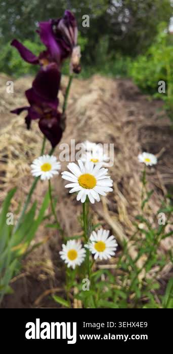 Slow motion close up of wild white daisy flowers swaying in the wind ...