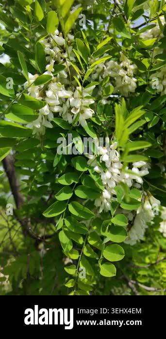 Slow motion close up of blooming white acacia flowers gently swaying in ...