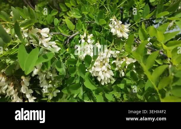 Slow motion close up of blooming white acacia flowers gently swaying in ...