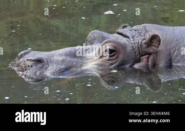 Hippopotamus portrait. Hippopotamus amphibius. Hippo Stock Video ...