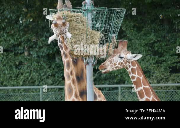 Giraffes are eating hay. Latin name - Giraffa camelopardalis ...