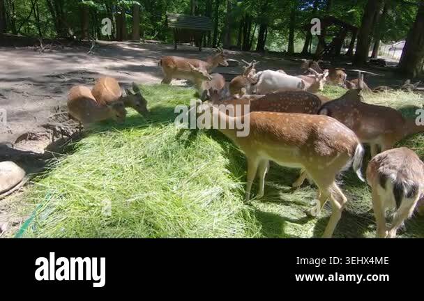 Herd of the wild fallow deer eating from animal feeder Stock Video ...