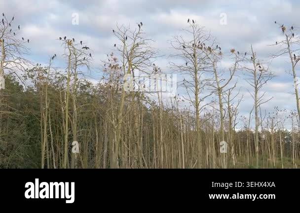 Cormorants nests on a dead trees. Phalacrocorax carbo Stock Video ...