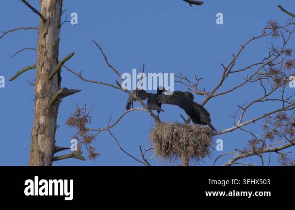 Young cormorant trains its wings for flying. Slow motion Stock Video ...