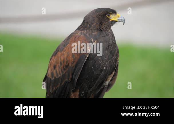 Harris hawk. Parabuteo unicinctus Stock Video Footage - Alamy