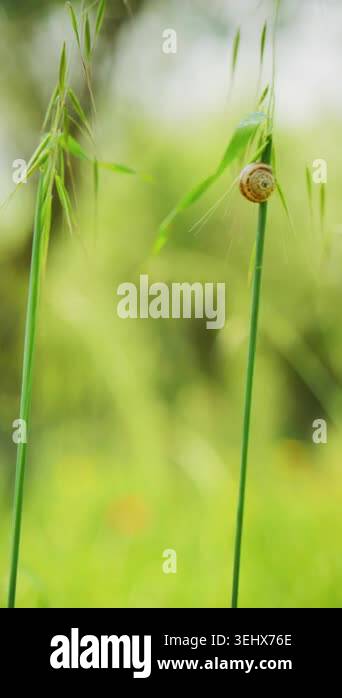 Small snail on a rural countryside stem Stock Video Footage - Alamy