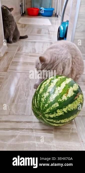 Wide shot of a light-colored domestic cat curiously investigating a ...
