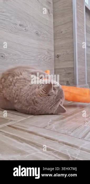 Low angle shot of a fluffy light grey British Shorthair cat chewing on ...