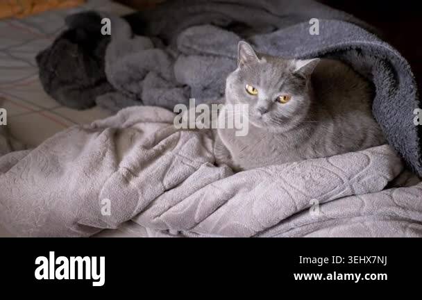 Gray British Shorthair cat with yellow eyes rests tucked under soft ...