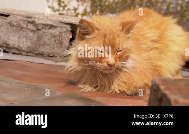 A long-haired orange cat rests with closed eyes on a warm stone surface ...