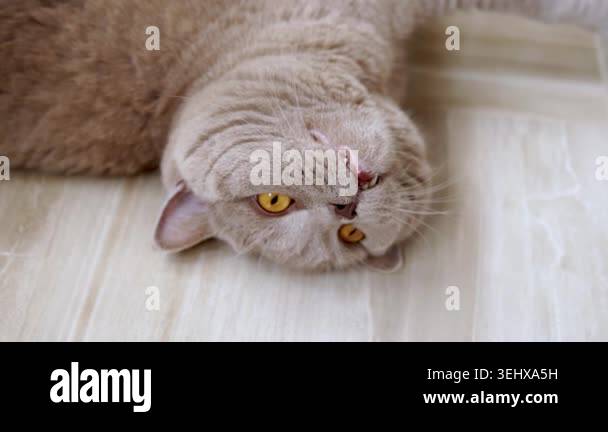 Portrait, big gray fluffy British cat lies on his back in the room ...