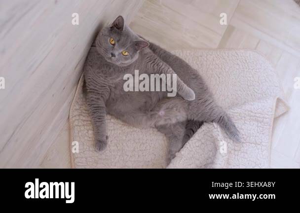 Top view, fat fat fluffy gray cat sitting on the tiled floor in the ...
