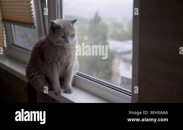 Close-up of a domestic British grey cat looking out window at rainy ...