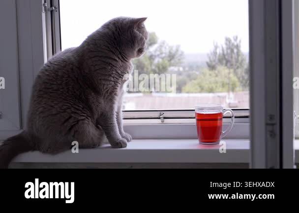 A calm grey British Shorthair cat sits on a white windowsill ...